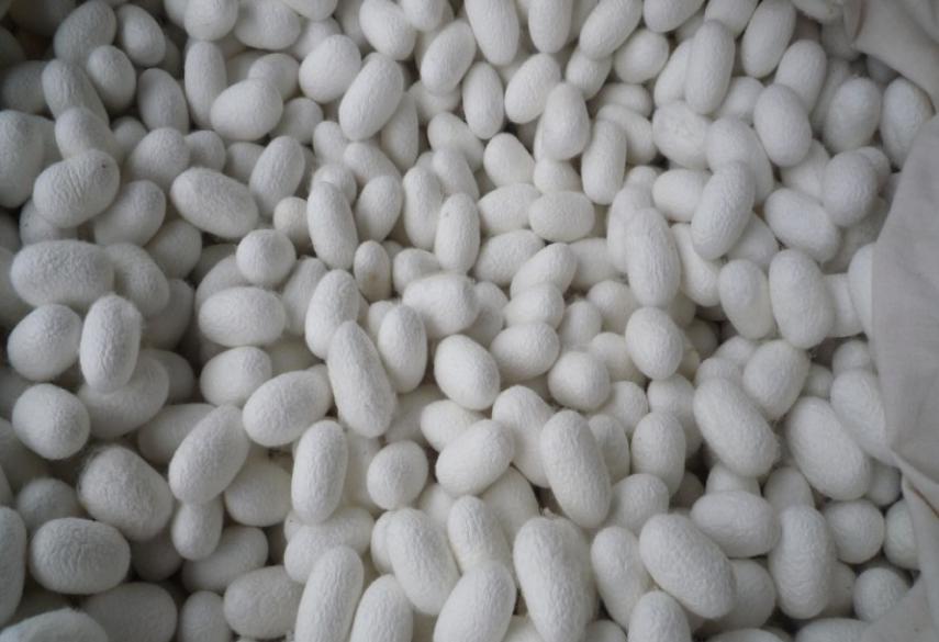 Bu il Yevlaxda 10 ton barama istehsalı nəzərdə tutulur